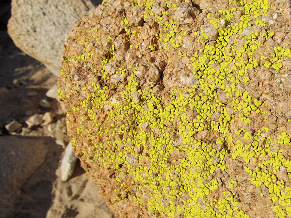 Lichen | Project Noah