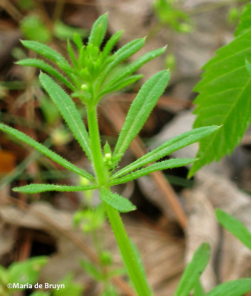 Sticky Willie weed | Project Noah