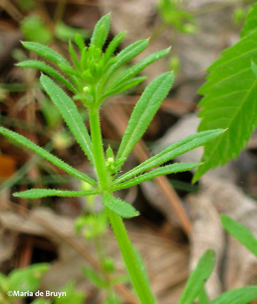 Sticky Willie weed | Project Noah