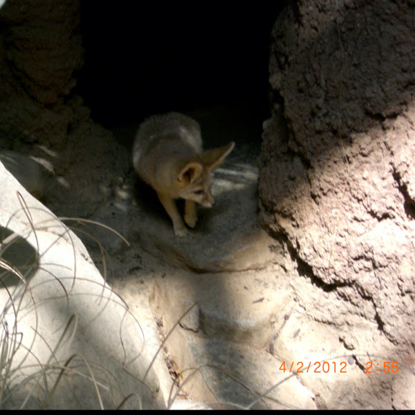 Fennec fox | Project Noah