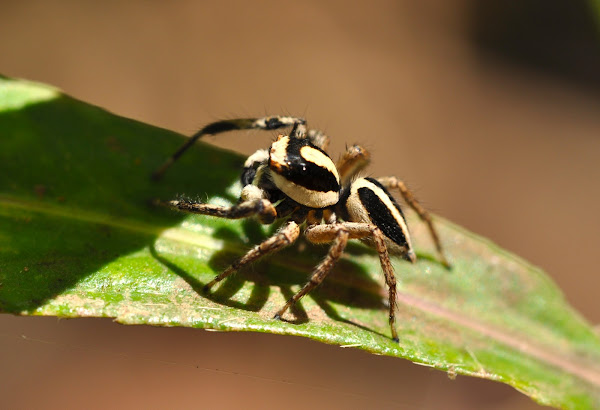 Large Jumping Spider | Project Noah