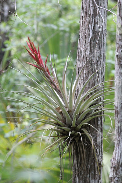 Cardinal Air Plant | Project Noah