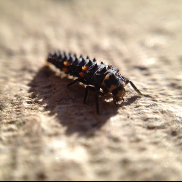7 Spot Ladybird ( Nymph ) | Project Noah