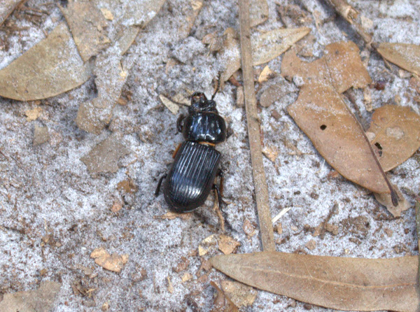 Horned Passalus Beetle | Project Noah