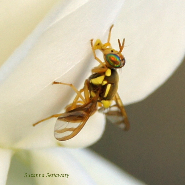 Breadfruit Fruit Fly | Project Noah