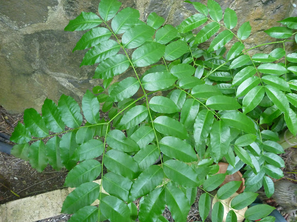 gray nickers | Project Noah