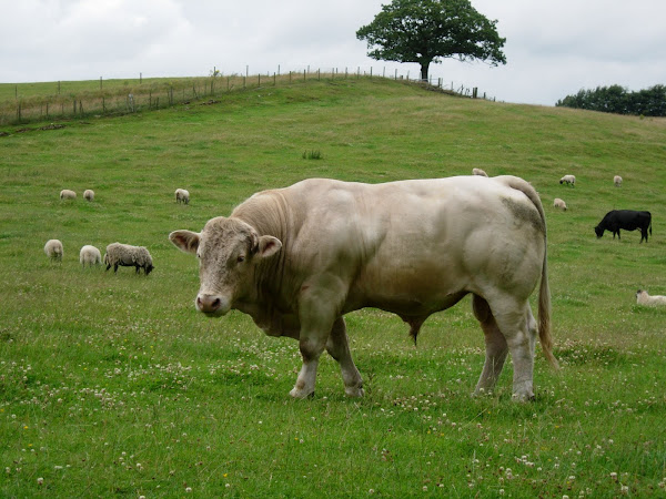 Toro. Bull | Project Noah