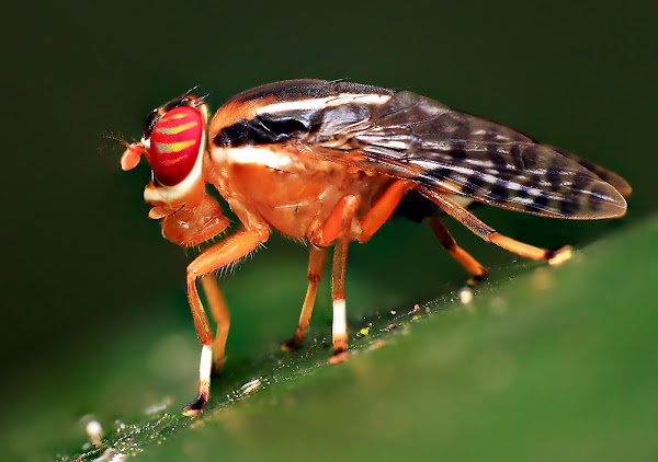 Signal Fly | Project Noah