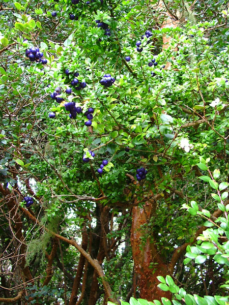 Arrayán Macho | Project Noah