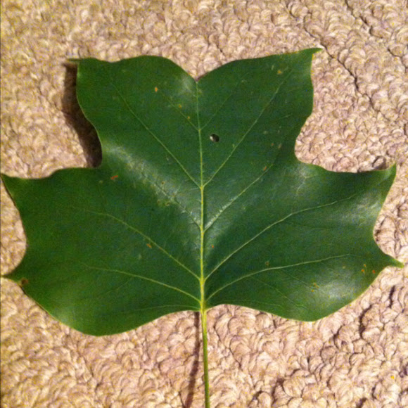 Tulip tree leaf | Project Noah