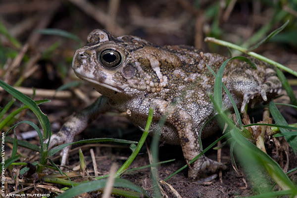 African Common Toad | Project Noah