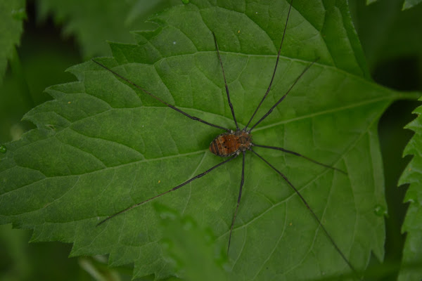 Daddy Long Leg | Project Noah