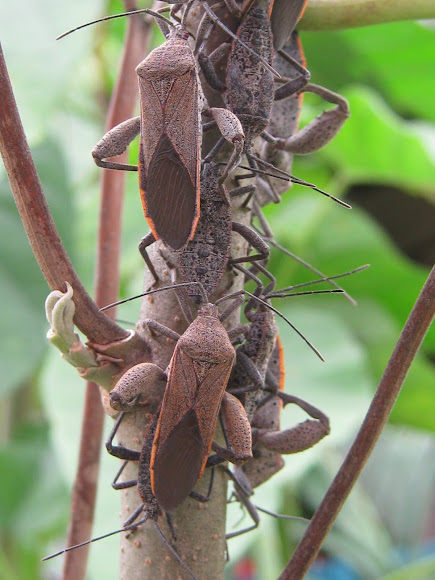 Sweet Potato Bugs | Project Noah