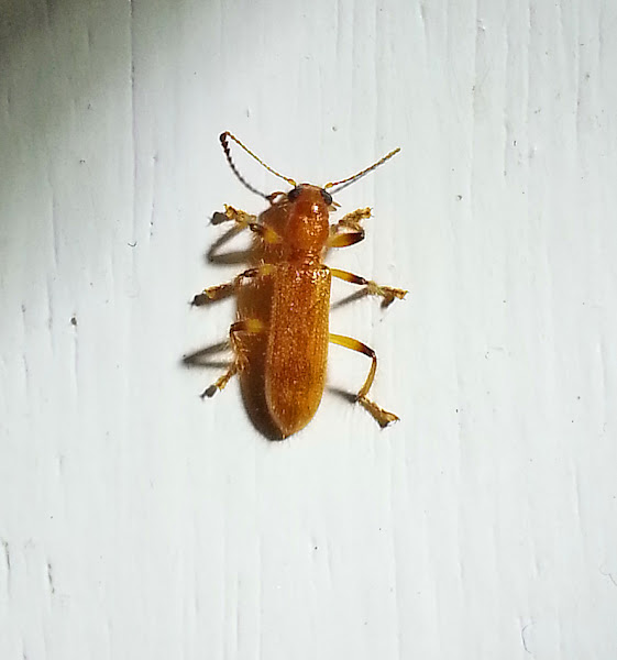 Checkered Beetle | Project Noah