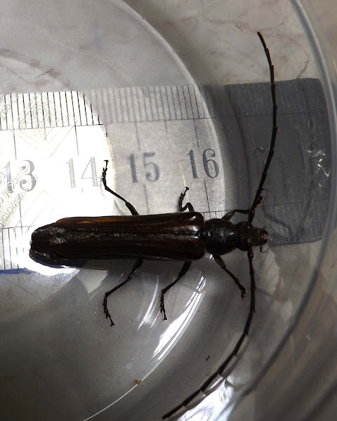 Large Brown Longicorn Beetle | Project Noah