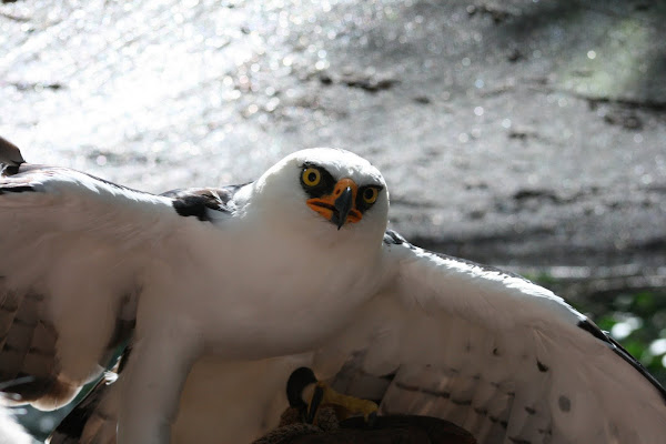 Black and white eagle hawk | Project Noah