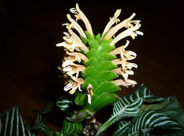 Planta cebra | Project Noah