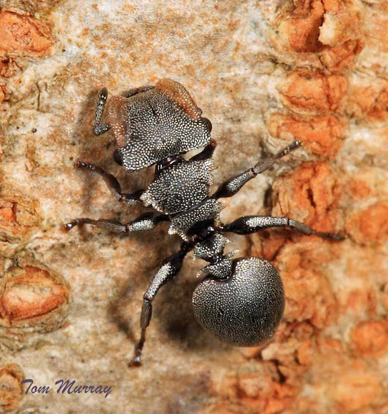 Turtle Ant | Project Noah