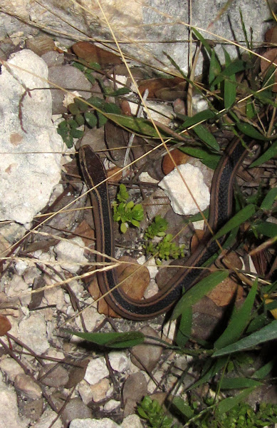Schmidt's Black-striped Snake | Project Noah
