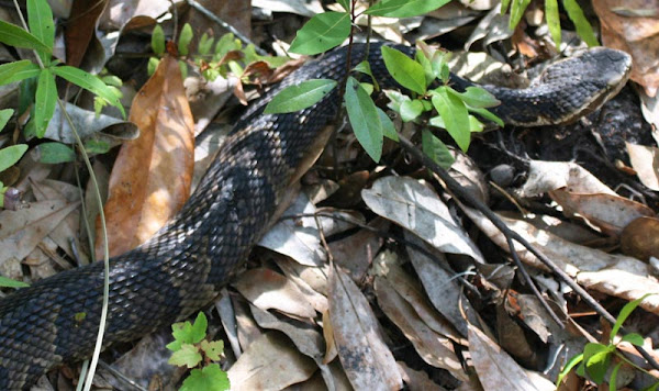 Water Moccasin | Project Noah