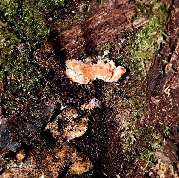 Wood-rotting fungus | Project Noah