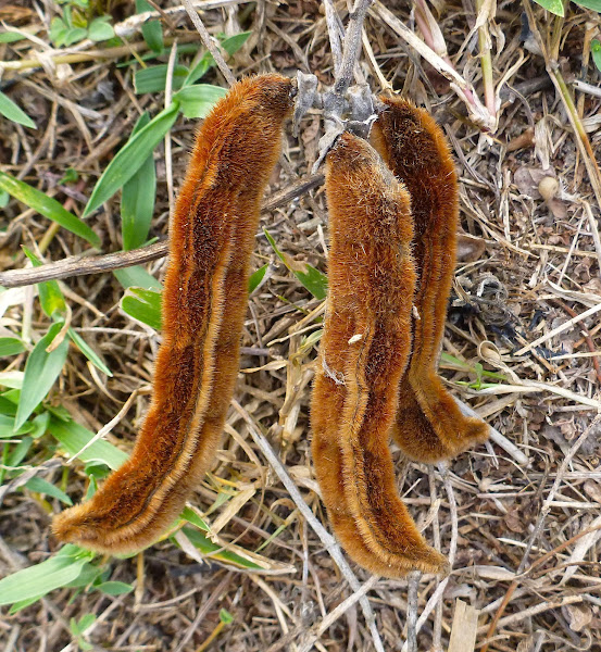 Urticating Bean Pods | Project Noah