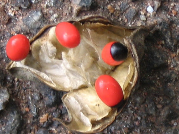 കുന്നിക്കുരു, गुंज , Crab's eye, rosary pea, John Crow Bead, precatory ...