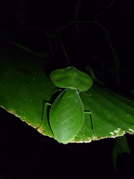 Hooded Mantis | Project Noah