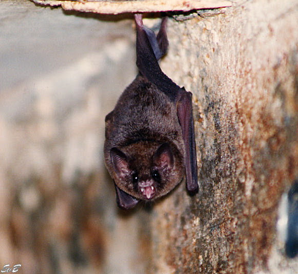 Phyllostomid bat | Project Noah