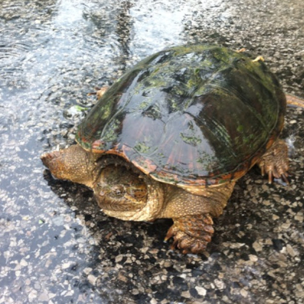Common Snapping Turtle | Project Noah