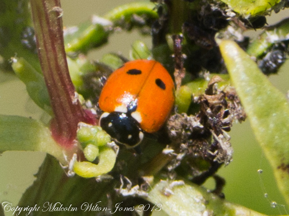 Adonis Ladybird | Project Noah
