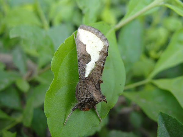 Golden Plusia | Project Noah