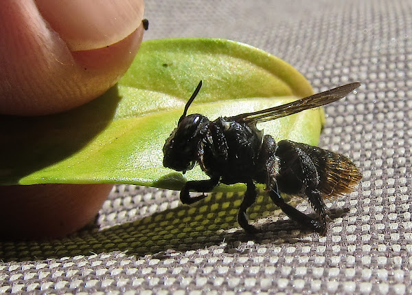 Sugarbag Bee | Project Noah