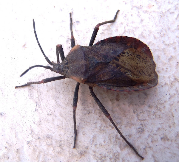 Chinche, bug | Project Noah