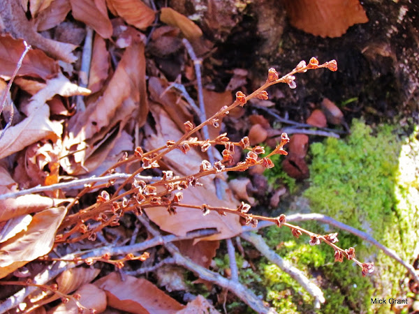 Beech Tree Drops | Project Noah