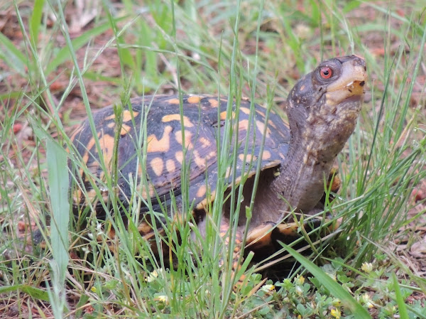 Eastern Box Turtle | Project Noah