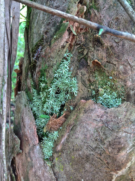 White Octoblepharum Moss | Project Noah