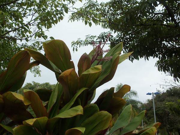 Fiteira | Project Noah