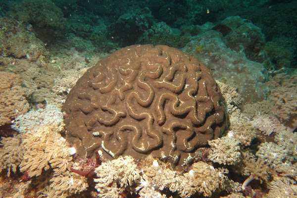 Brain Corals | Project Noah