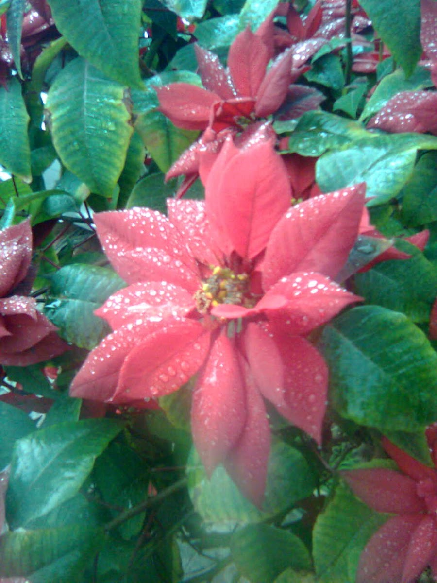 Christmas Flower | Project Noah