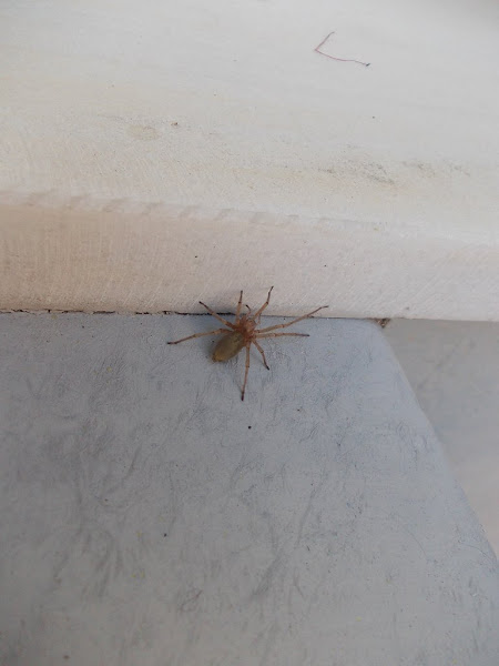 Northern yellow sac spider | Project Noah