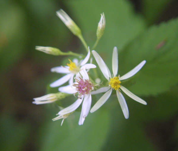 White Wood Aster | Project Noah