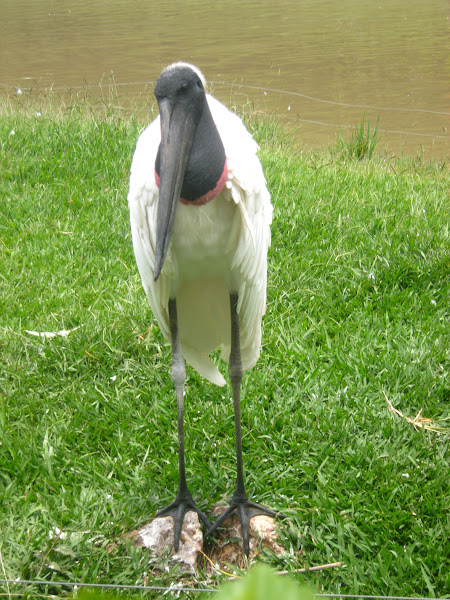 Tuiuiú | Project Noah