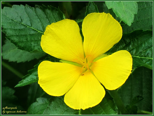 Yellow Alder | Project Noah