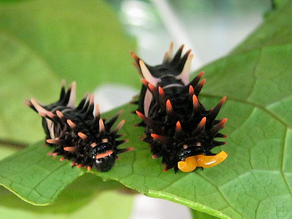 Golden Birdwing | Project Noah