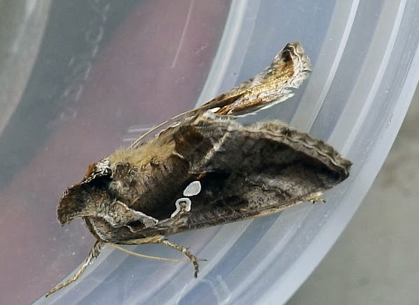 Green Garden Looper (moth) | Project Noah