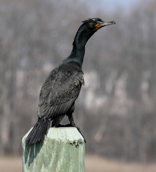 Double-breasted cormorant | Project Noah
