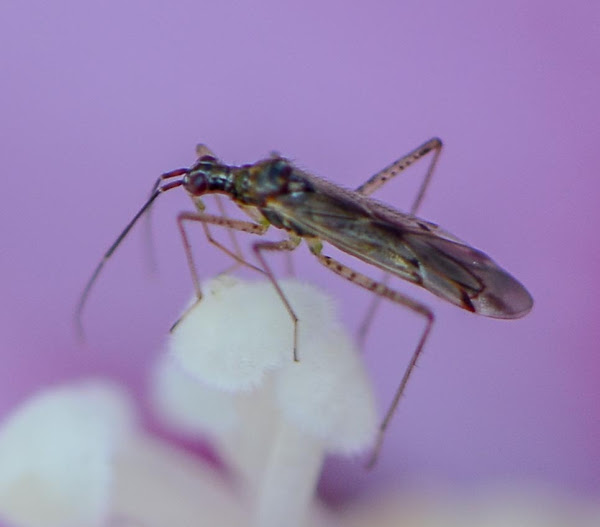 Plant bug | Project Noah