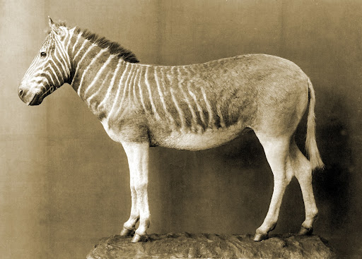 Quagga — Google Arts & Culture