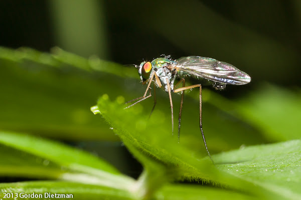 Long-legged Fly | Project Noah